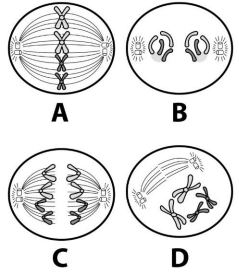 Questões de Biologia - Divisão celular (mitose e meiose, e suas fases)