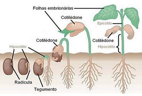 Questões de Biologia - Angiospermas
